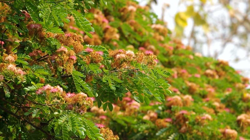 Rain and tree two , water stock footage. Video of environment - 320474138