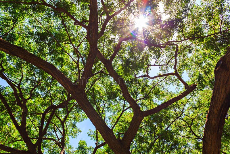 Rain Tree, East Indian Walnut, Monkey Pod Stock Photo - Image of exotic ...