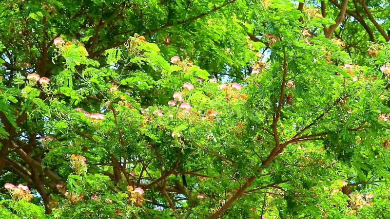 Rain Tree, East Indian Walnut, Monkey Pod Large Perennial Plant Stock ...