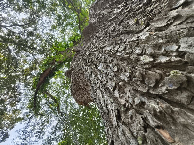 Arge Fir Trees Stock Photos - Free & Royalty-Free Stock Photos from ...