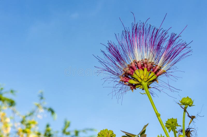 Rain tree Flower stock image. Image of bright, nature - 56221073