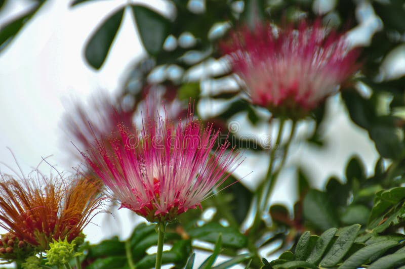 Rain tree flowers stock photo. Image of rain, tree, saman - 90236446