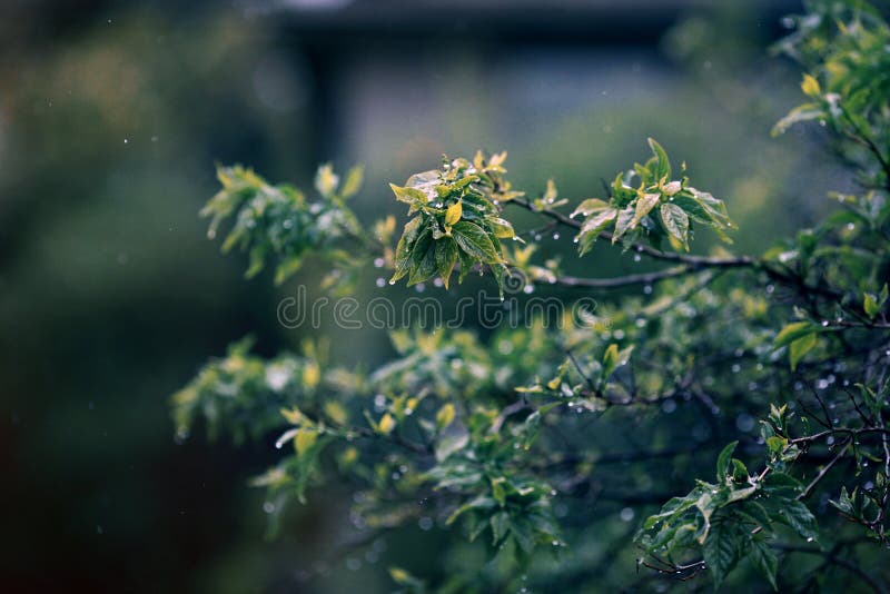 Rain and tree leaves stock image. Image of tree, falling - 32855061