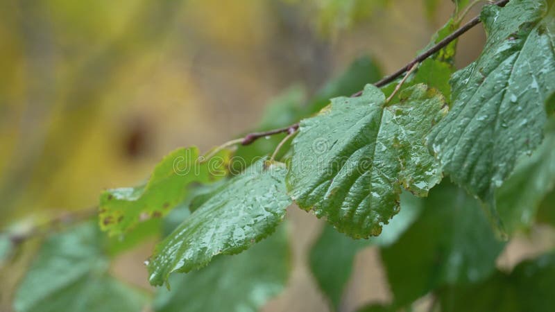 Rain on Tree Leaves in the Forest Stock Footage - Video of outdoor ...