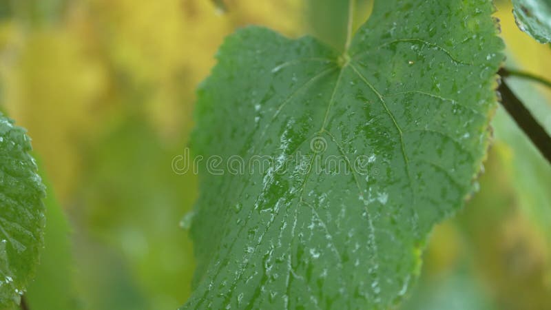 Rain on Tree Leaves in the Forest Stock Footage - Video of fall ...