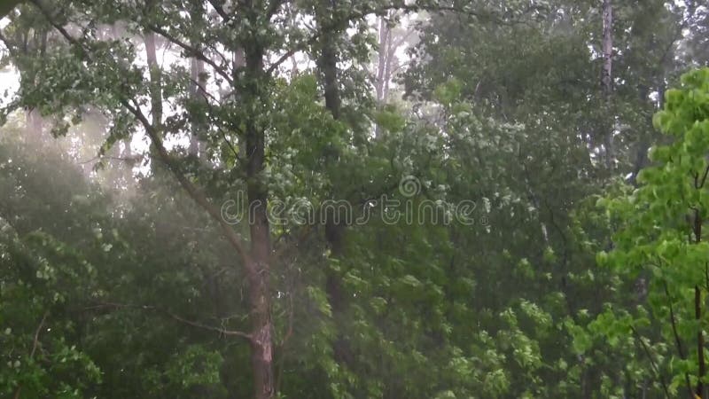 Rain on Tree Leaves and Wind Blowing through the Trees Stock Video ...