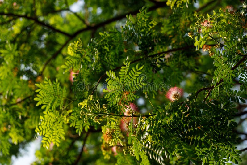 Rain Tree Monkey Pod Cheerful Blooming Park Samanea Saman Stock Photos ...