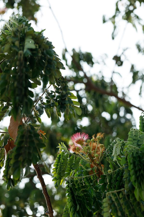 Rain Tree or Monkey Pod Tree Cheerful Blooming in Park. Samanea Saman ...