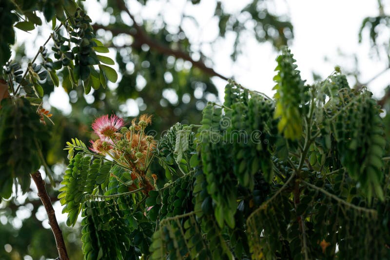 Rain Tree or Monkey Pod Tree Cheerful Blooming in Park. Samanea Saman ...