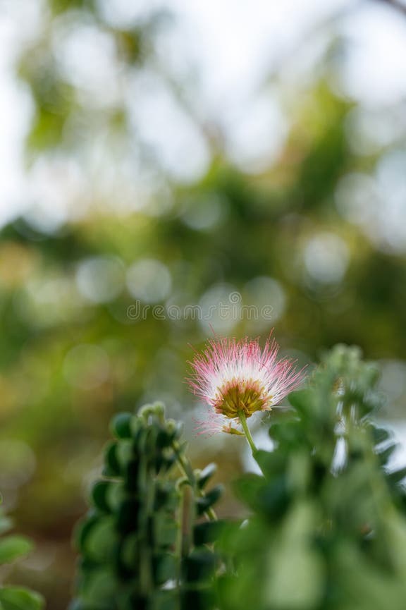 Rain Tree or Monkey Pod Tree Cheerful Blooming in Park. Samanea Saman ...