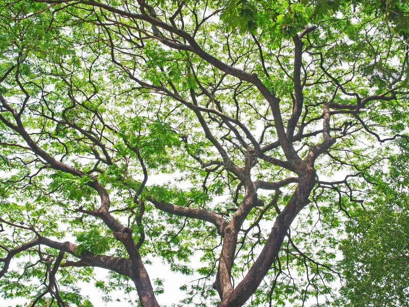 Rain tree stock image. Image of mimosa, rain, outspread - 43244309