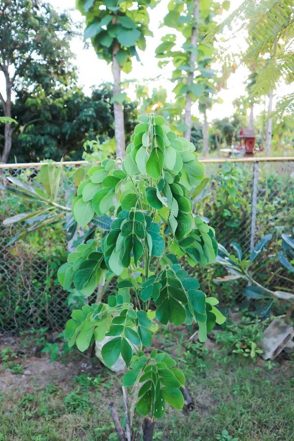 Rain Tree or Samanea Saman, LEGUMINOSAE MIMOSOIDEAE Stock Photo - Image ...