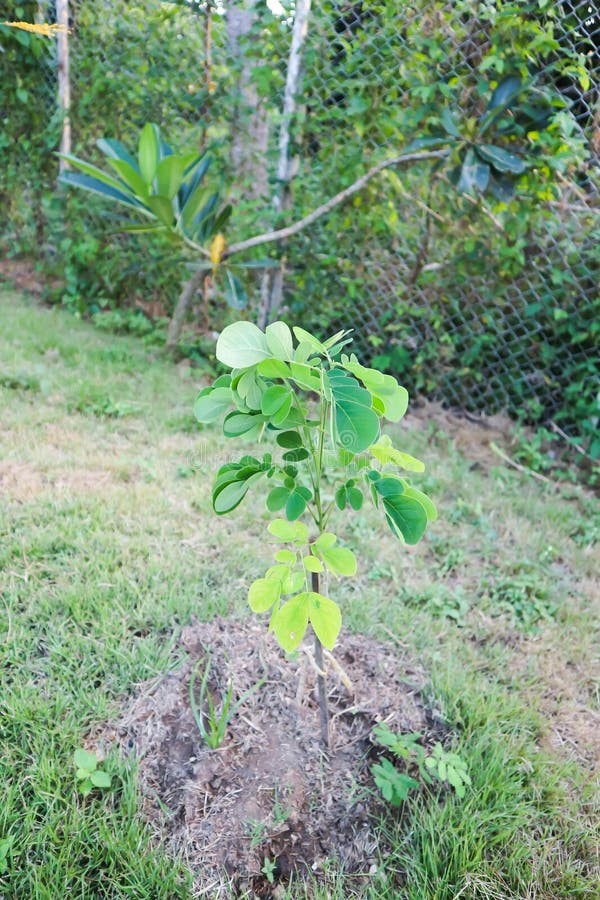 Rain Tree or Samanea Saman, LEGUMINOSAE MIMOSOIDEAE Stock Photo - Image ...