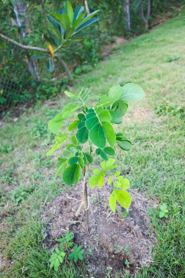 Rain Tree or Samanea Saman, LEGUMINOSAE MIMOSOIDEAE Stock Photo - Image ...