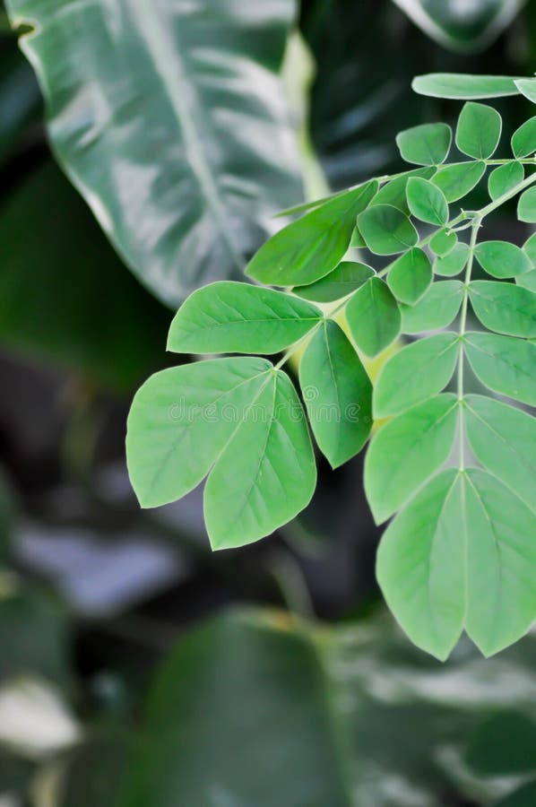 Rain Tree or Samanea Saman, LEGUMINOSAE MIMOSOIDEAE or East Indian ...