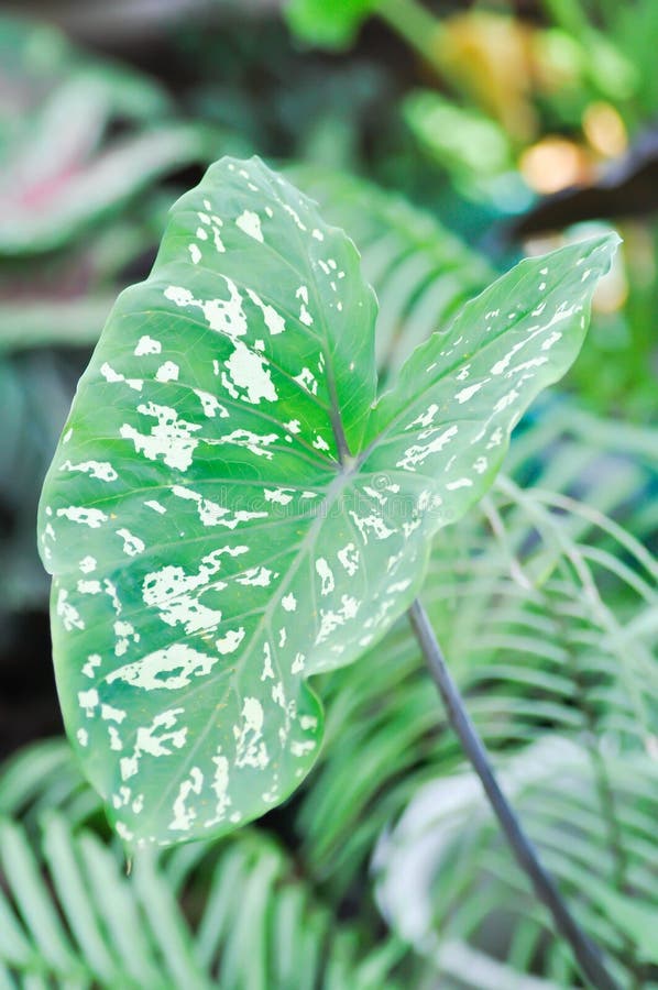 Rain Tree or Samanea Saman, LEGUMINOSAE MIMOSOIDEAE or East Indian ...