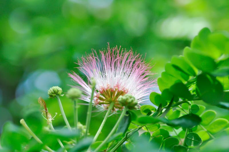 Rain Tree or Samanea Saman, LEGUMINOSAE MIMOSOIDEAE and Flower Stock ...