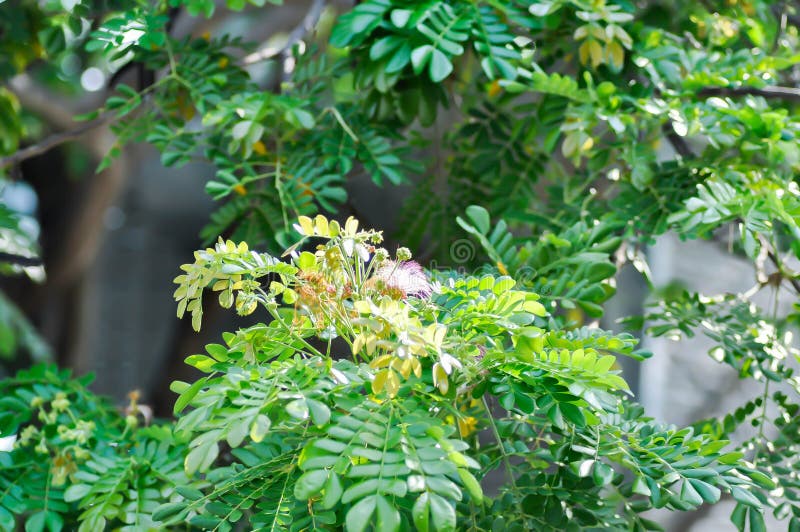 Rain Tree or Samanea Saman, LEGUMINOSAE MIMOSOIDEAE and Flower Stock ...