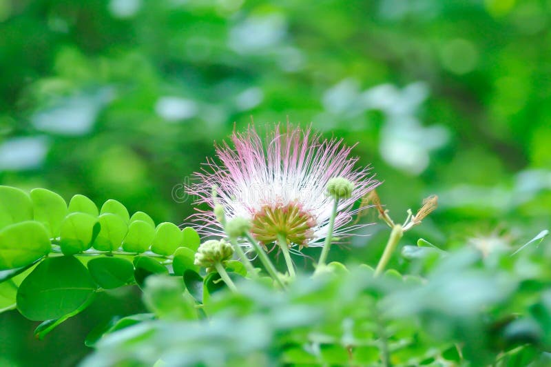 Rain Tree or Samanea Saman, LEGUMINOSAE MIMOSOIDEAE and Flower Stock ...