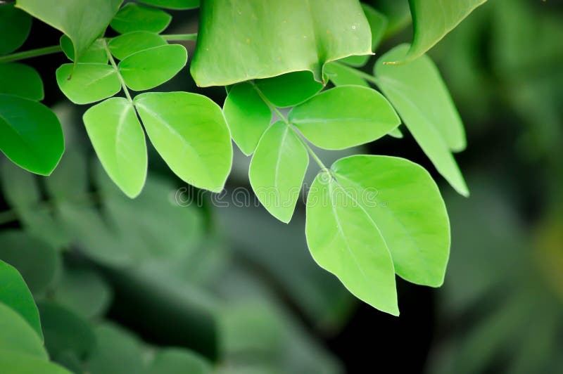 Rain Tree or Samanea Saman, LEGUMINOSAE MIMOSOIDEAE or Rain Tree Leaf ...