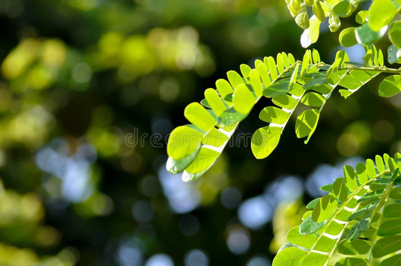 Rain Tree or Samanea Saman, LEGUMINOSAE MIMOSOIDEAE Stock Photo - Image ...