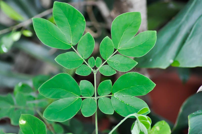 Rain Tree or Samanea Saman, LEGUMINOSAE MIMOSOIDEAE or Rain Tree Stock ...