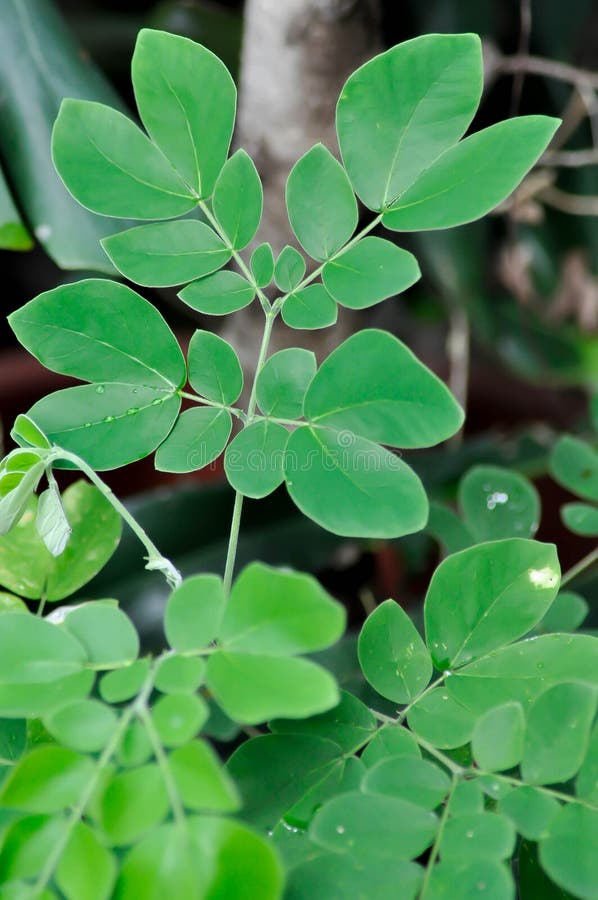 Rain Tree or Samanea Saman, LEGUMINOSAE MIMOSOIDEAE or Rain Tree Stock ...