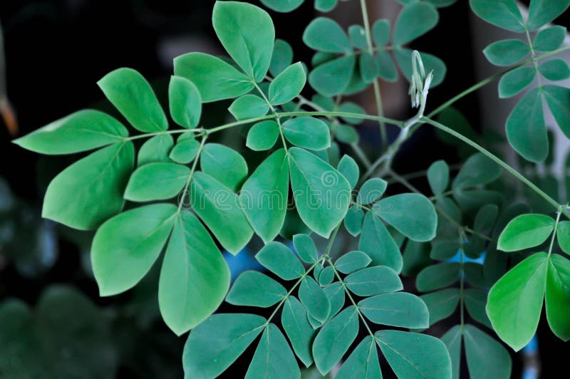 Rain Tree or Samanea Saman, LEGUMINOSAE MIMOSOIDEAE Stock Photo - Image ...
