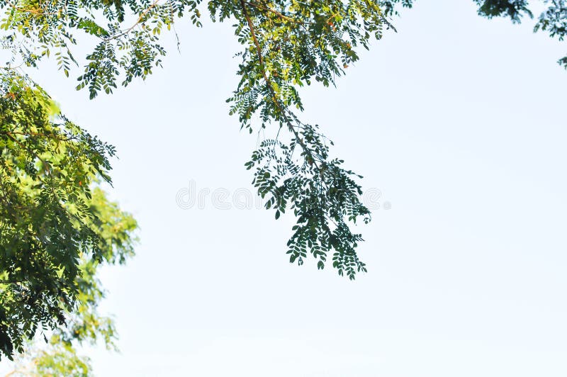 Rain Tree or Samanea Saman, LEGUMINOSAE MIMOSOIDEAE and Sky Stock Image ...