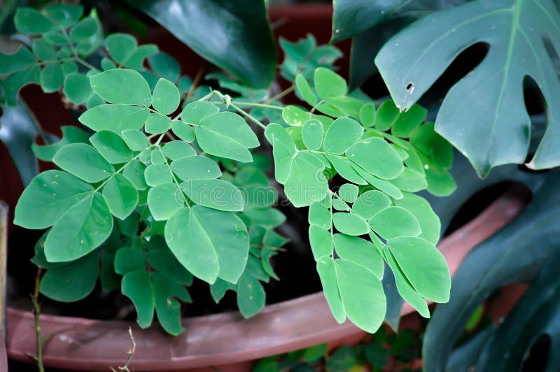 Rain Tree or Samanea Saman, LEGUMINOSAE MIMOSOIDEAE or Rain Tree Stock ...