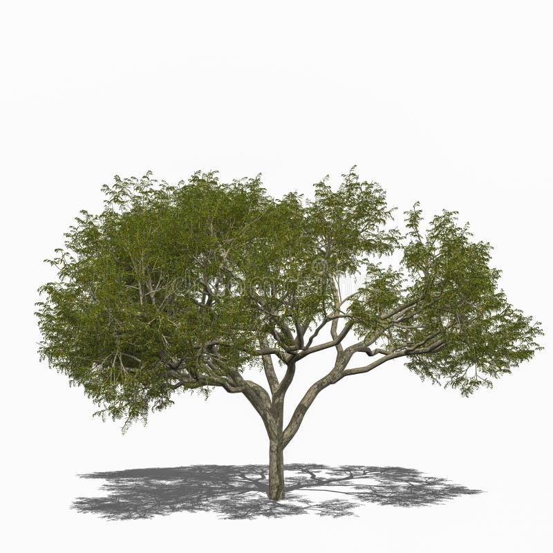 Saman Summer Stock Illustrations – 162 Saman Summer Stock Illustrations ...