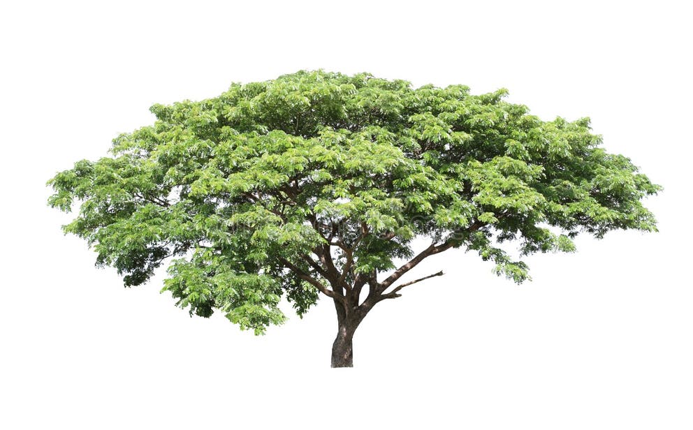 Rain tree (Samanea saman) stock image. Image of botany - 31554943