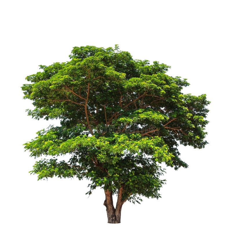 Rain tree (Samanea saman) stock photo. Image of isolated - 29708644