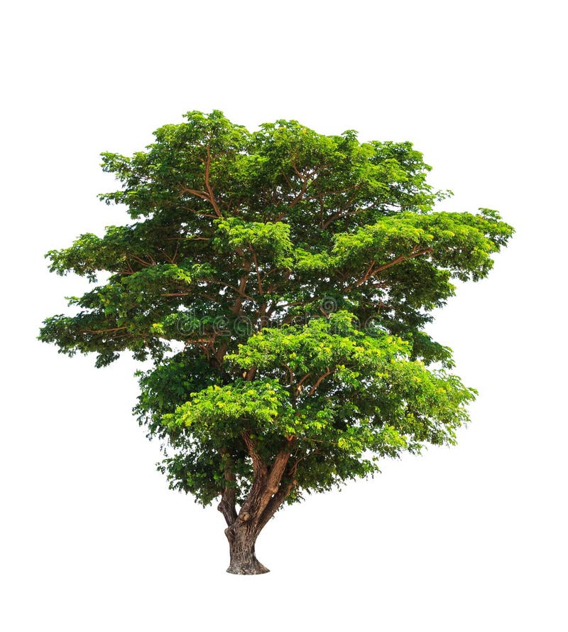 Rain tree (Samanea saman) stock photo. Image of isolated - 29708644