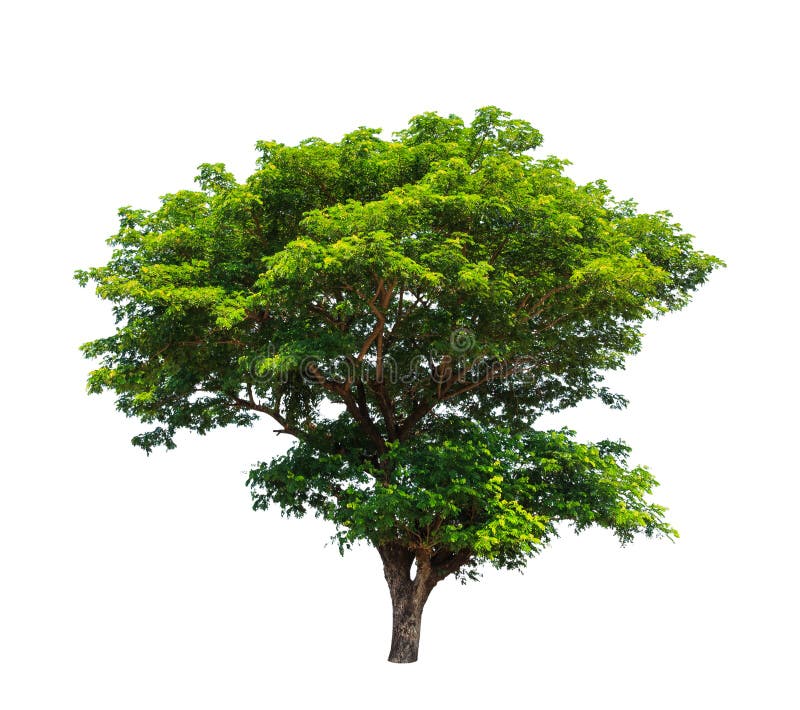 Rain tree (Samanea saman) stock photo. Image of isolated - 29708644