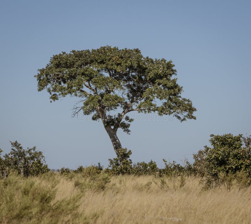 328 Alone Tree African Savannah Photos - Free & Royalty-Free Stock ...