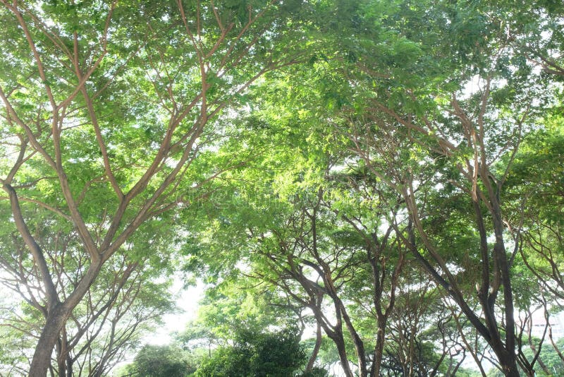 Rain tree stock photo. Image of season, sunlight, trunk - 132208764