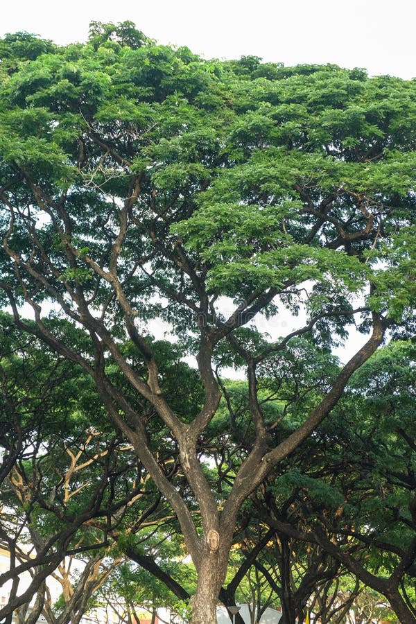 Rain tree stock image. Image of nature, rain, green - 132209029