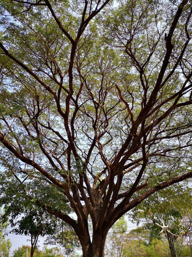 The Rain Tree, Spreading Branch Stock Image - Image of plant, trees ...