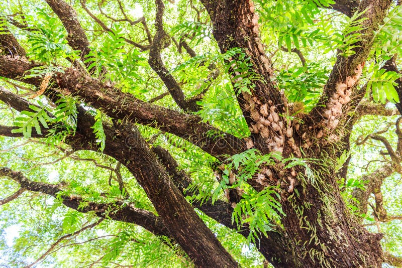Rain tree (Samanea saman) stock photo. Image of isolated - 29708644