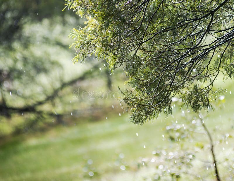 Rain through Trees stock image. Image of branch, season - 43694643