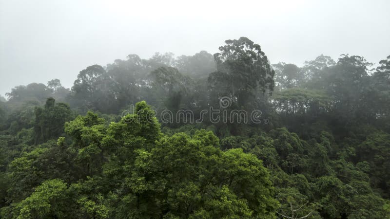 Rain in the Tropical Rainforest Stock Video - Video of landscape, leaf ...