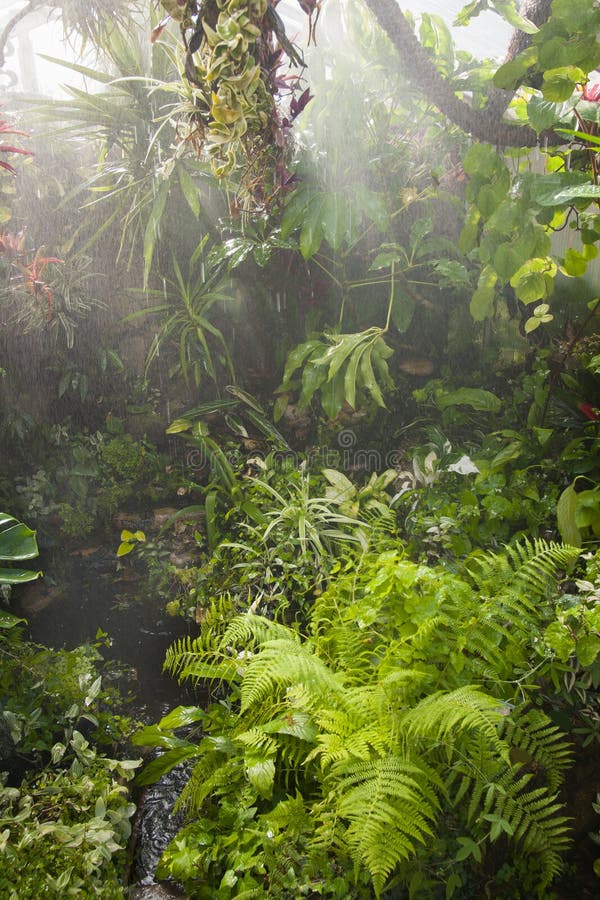 Rain In Tropical Rainforest Stock Photo - Image of water, leaves: 34888174