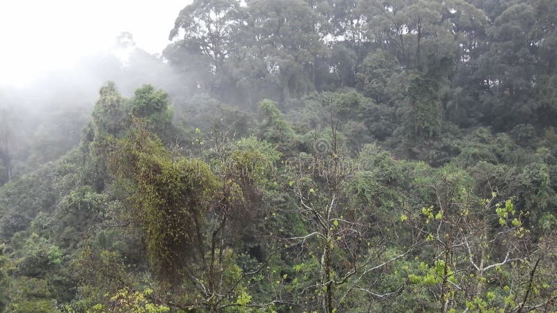 Rain in the Tropical Rainforest Stock Footage - Video of heavy ...