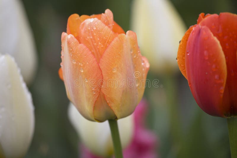Tulips stock image. Image of rain, color, tulip, bright - 140768355