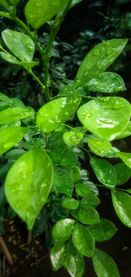 Rain wasted tree stock photo. Image of water, rain, tree - 248500418