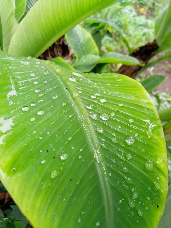 This Rain Water Banana Forest Blitar East Java Indonesia Stock Image ...