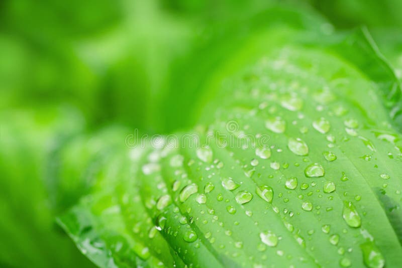 Rain Water Dew Drops on Leaf Stock Image - Image of climate, foliage ...