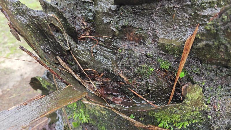 Rain Water Dripping Down and Hitting the Bark of the Tree Trunk. Stock ...