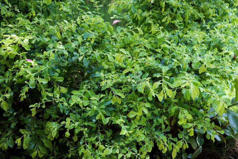 Chinese Privet Bush Blooming Stock Photo - Image of fragrance, invasive ...